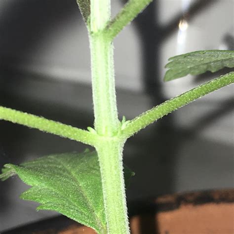 What Are These Called Are They Showing Sex More Pic In Comments R Microgrowery