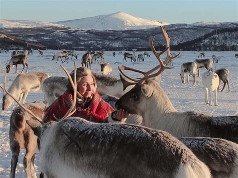 Reindeer Feeding And Sámi Culture Wandering Owl