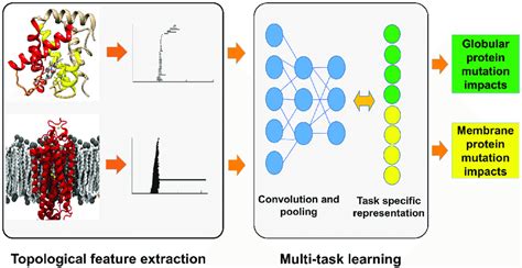 Workflow Of The Multi Task Topological Deep Learning Model The Download Scientific Diagram