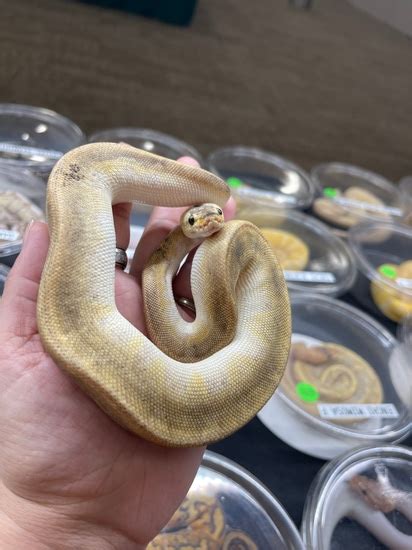 Pastel Leopard Champagne Ball Python By Mb Exotics