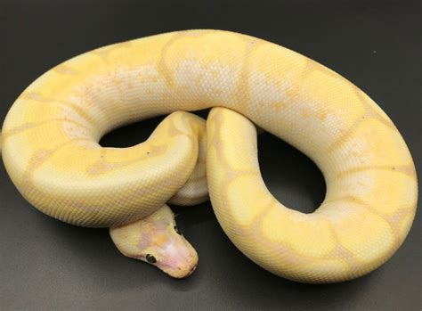 Scaleless Ball Python Facts Pictures And Questions