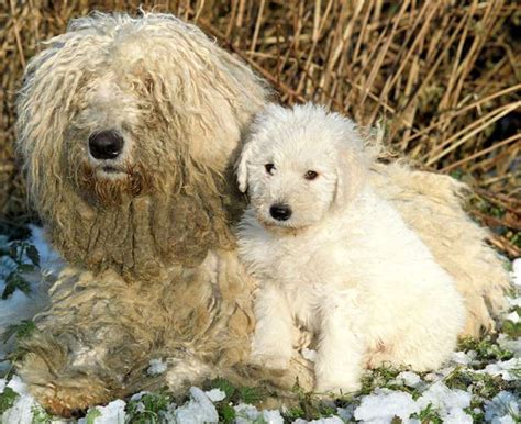 Komondor Puppies