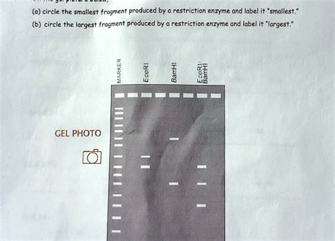 A Circle The Smallest Fragment Produced By A Restriction Enzyme And Label It Smallest B