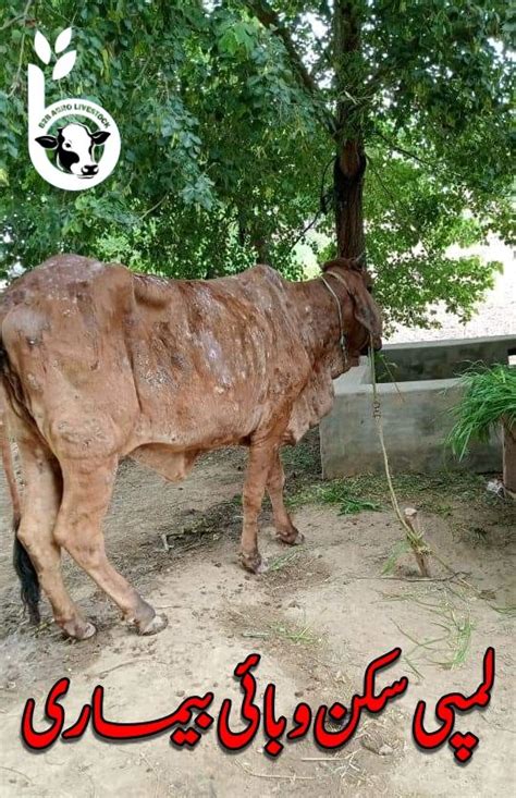 Tanveer Ahmed Posted On Linkedin