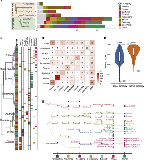 Tracing Cell Type Evolution By Cross Species Comparison Of Cell Atlases