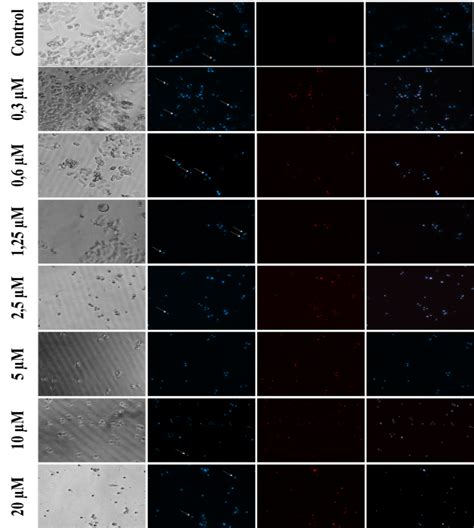 Cells Were Stained With Dapi Blue And Pi Red After Treatment With Download Scientific