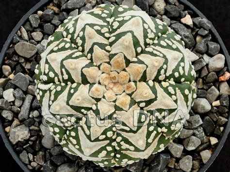 Photo Gallery Astrophytum Cactus Dna