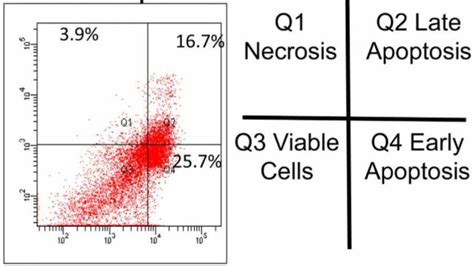 细胞表型及检测方法盘点：增殖、凋亡、自噬、衰老、迁移和侵袭、血管形成、周期 哔哩哔哩