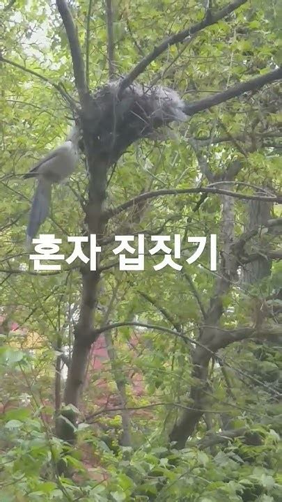 새집 새 집 Youtube