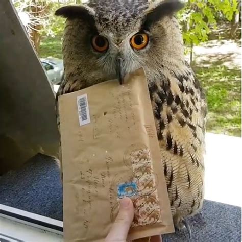 Бухал достави писмо Видео