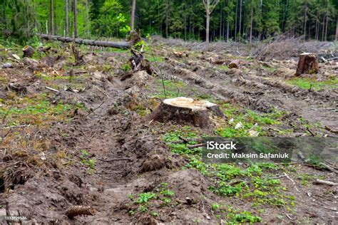 숲에서 나무를 뿌려 떨어졌다 삼림 벌채 및 불법 로깅 불법 목재의 국제 무역 숲에서 쓰러진 살아있는 나무의 그루터기 자연의 생태재해의 문제 산림 벌채에 대한 스톡 사진 및