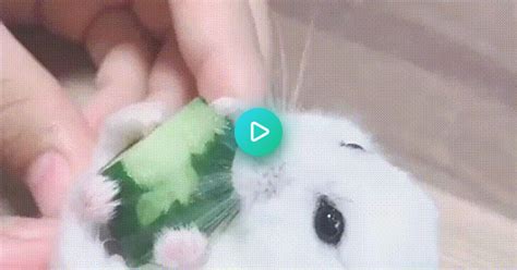 My Cucumber  On Imgur