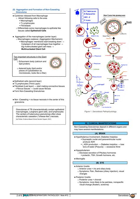 Solution 250 Respiratory Pathology Sarcoidosis Pathophysiology
