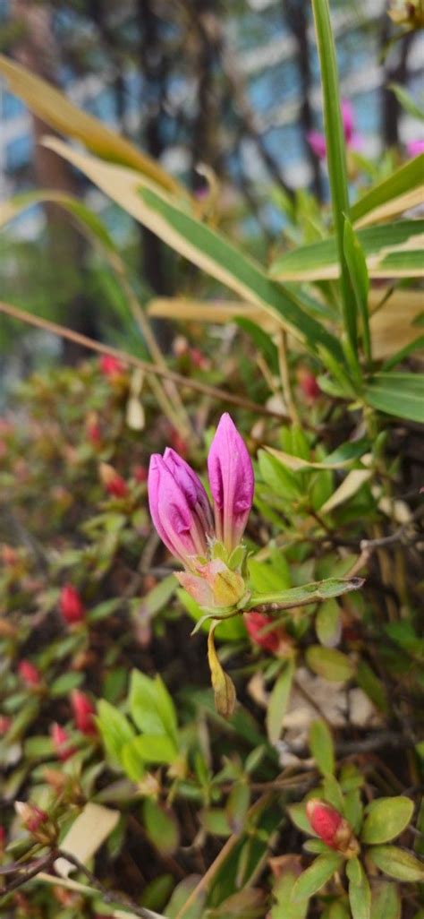 배연국의 진짜 감사 얼마 전 감기에 걸렸다 감기에 걸린 기분이 그리 나쁘지 않았다 감기로 인한 투덜거림을 내려놓았기 때문이다 감기 증상으로 몸에 열이 났지만