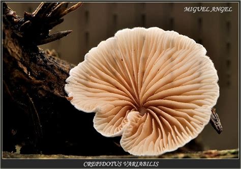 Días De Pesca Días De Setas Crepidotus Variabilis