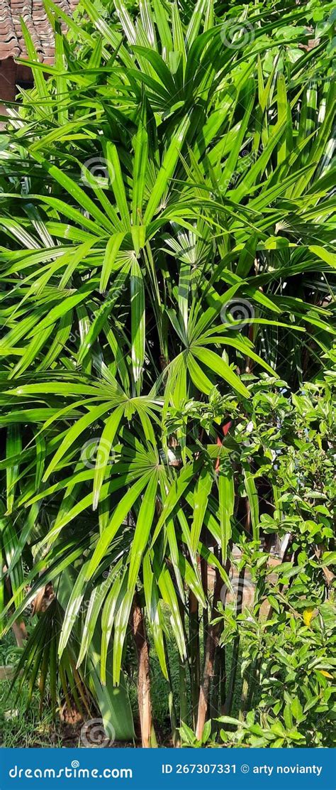 Rhapis Excelsa Plant Stock Image Image Of Herb Green 267307331