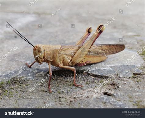 Metamorphosis Grasshopper