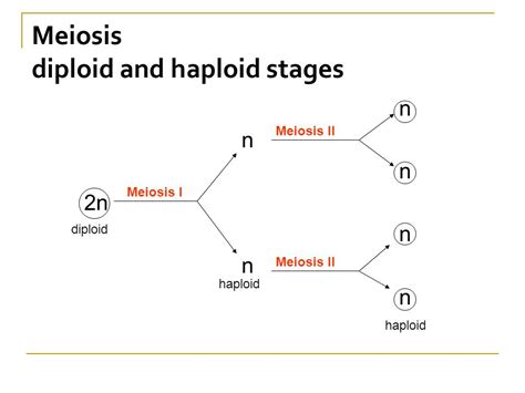 Meiosis Stages Haploid Diploid