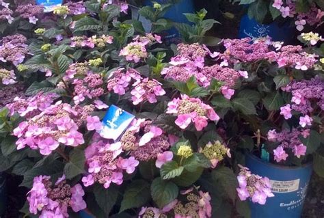 Hydrangea Macrophylla Endless Summer Twist And Shout Urban Tree Farm Nursery