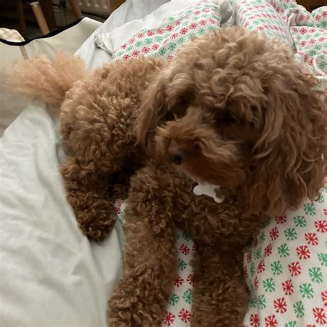 Multilang Archive Youtube