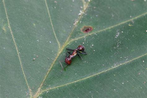 Exploding Ant Rips Itself Apart To Protect Its Own National Geographic