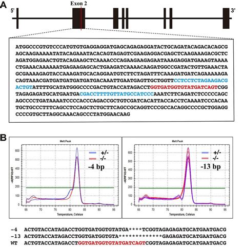Mutagenesis Of Nobox Gene A Schematic Structure Of Nobox Gene And