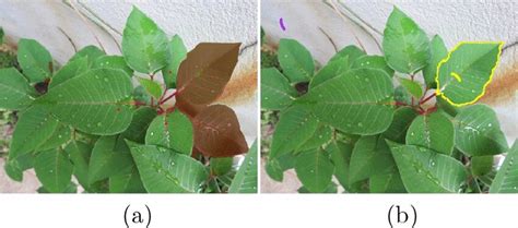 Example Of A Leaf Segmentation A Method From 27 With Models Trained