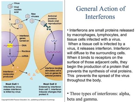 Interferons Types Actions And Interferon Drugs Ppt