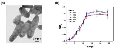 A Tem Image Of C Necator With Phb Granules And B Growth Of C Download Scientific Diagram