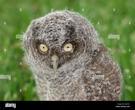 Wild Juvenile Screech Owl The Eyes Of This Fledgling Bird Of Prey Show
