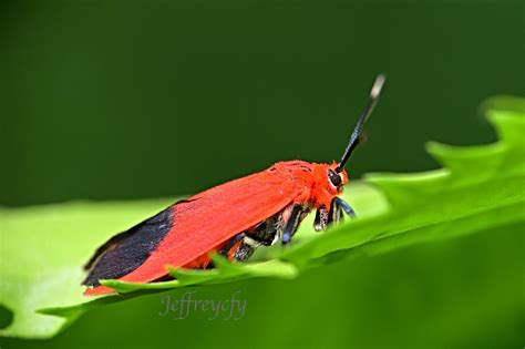 我的生態攝影集 朱紅毛斑蛾 燄色榕蛾 朱紅榕蛾 Phauda Flammans