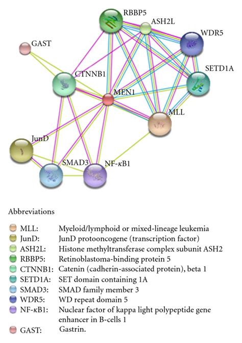 Predicted Functional Partners Of Menin Generated By The Protein Download Scientific Diagram