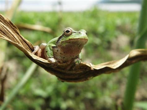 [양서류]청개구리 양서류 생물종 Bric