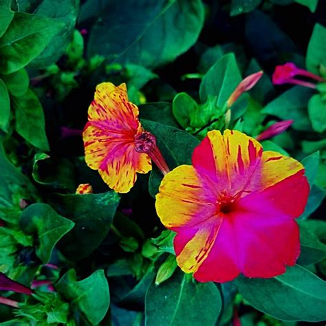 Зорька растение (77 фото) - фото - картинки и рисунки: скачать бесплатно