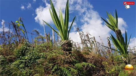 Dios Transforma Mi Corazón Youtube