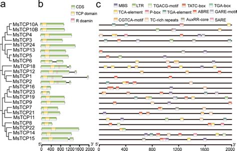 Exon Intron Structure Of MsTCPs In M Sativa And Cis Elements Analysis