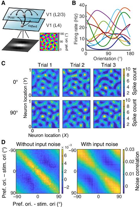 Spatially Ordered Balanced Networks Generate Heterogeneous Tuning Download Scientific Diagram