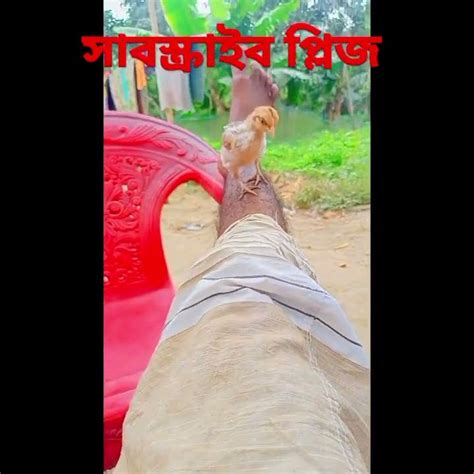 মুরগির বাচ্চা Youtube