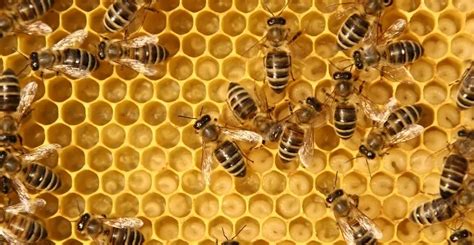 Building A Teams Bot To Get Insights From Snowflake Using Cortex Ai And Javascript By Sanket