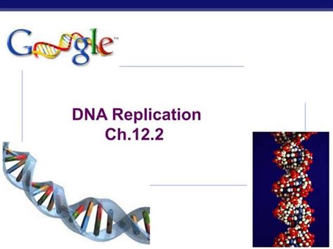 Dna Replication In Prokaryotes And Eukaryotes Ppt