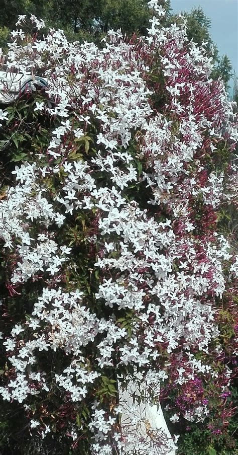 Jasmine Plant Care How To Grow Jasmine Vines Artofit