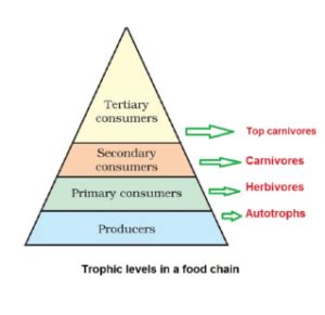 Trophic Level Definition Examples And Trophic Level Diagram