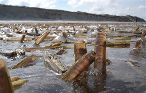 Razor Clam Creates Quicksand To Bury Itself So Does Roboclam