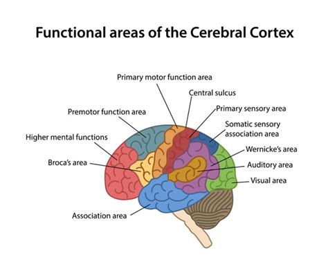 Motor Cortex Diagram