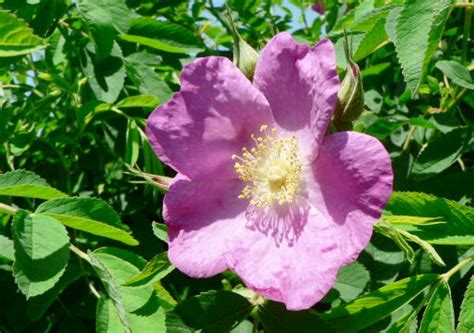 Rosa Giraldii