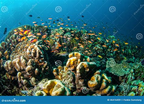 Diverse Koraalriffen En Vissen In Gili Lombok Nusa Tenggara Barat De