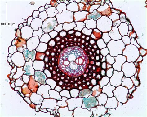 Pteridium Science Art Plane Geometry Photographic Art