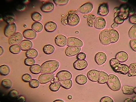 Isolation And Primary Culture Of Rat Hepatic Cells