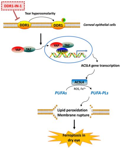 A Highly Selective Inhibitor Of Discoidin Domain Receptor‐1 Ddr1‐in‐1