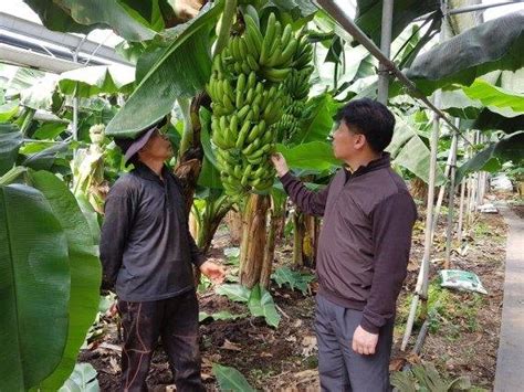 바나나도 신토불이” 제주산이 수입산과 다른 점은 파이낸셜뉴스